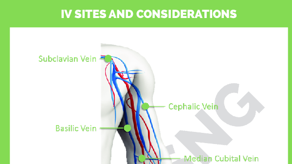 Vein Sites | NURSING.com