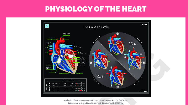Physiology of the Heart | NURSING.com