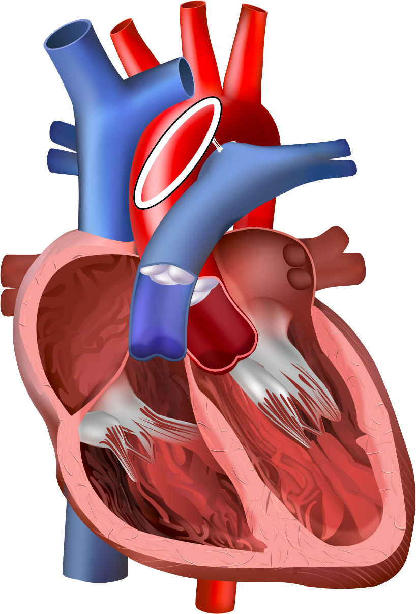 The Human Heart Without Labels